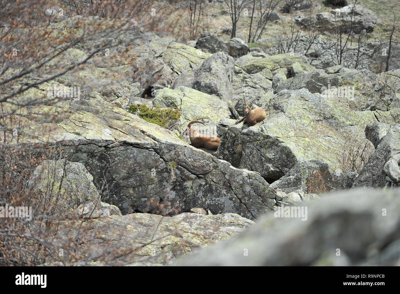 Alpine ibex rock climber Stock Photo - Alamy