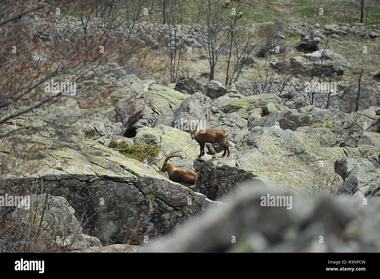 Alpine ibex rock climber Stock Photo - Alamy