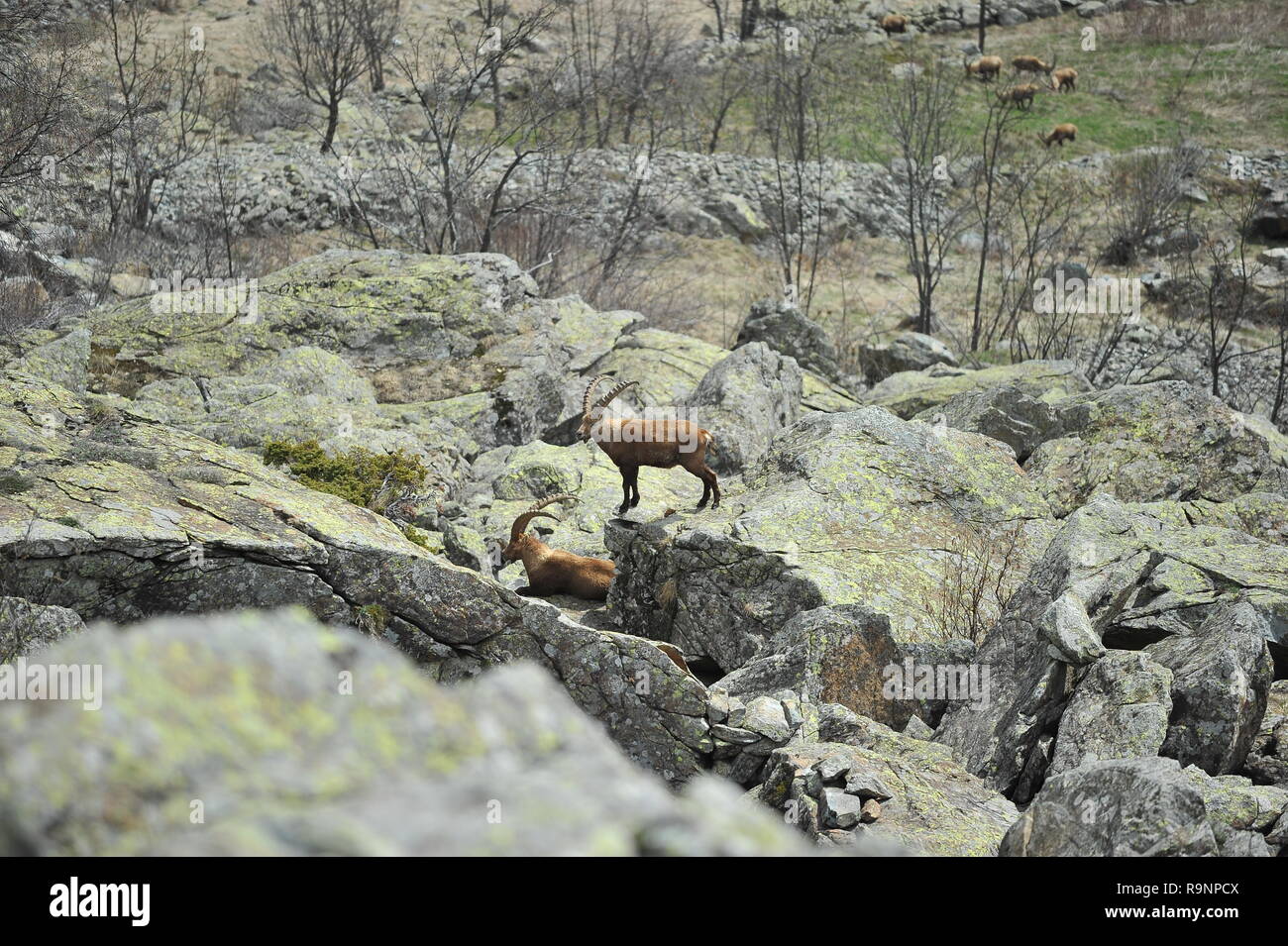 Alpine ibex rock climber Stock Photo - Alamy