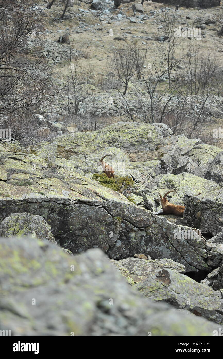 Alpine ibex rock climber Stock Photo - Alamy