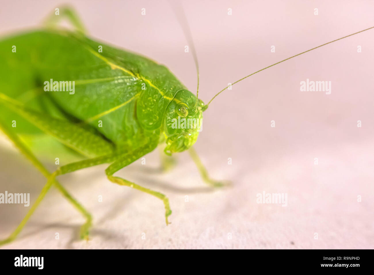 Tettigoniidae species hi-res stock photography and images - Alamy