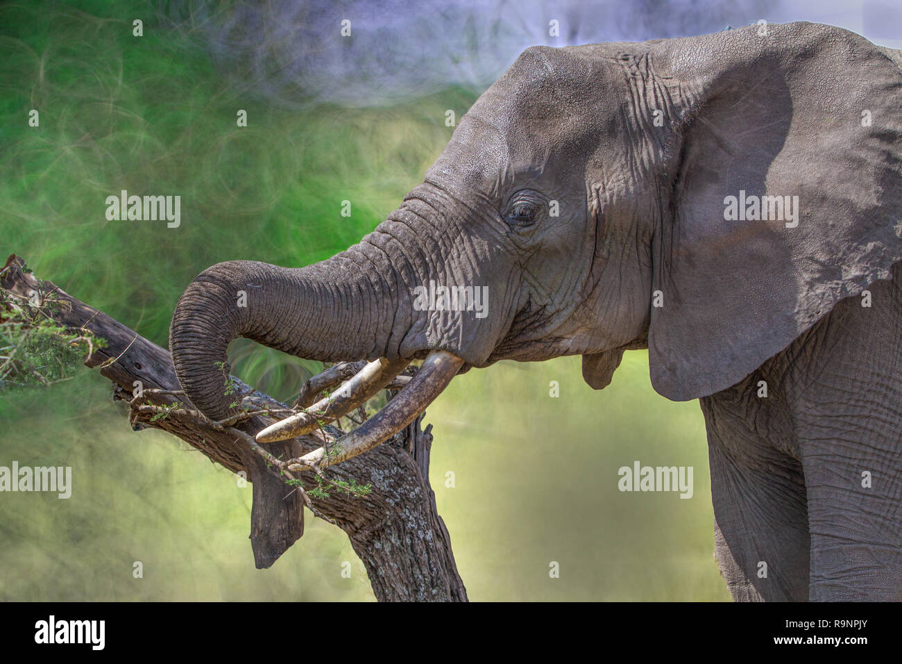 African elephant with tusks Stock Photo - Alamy
