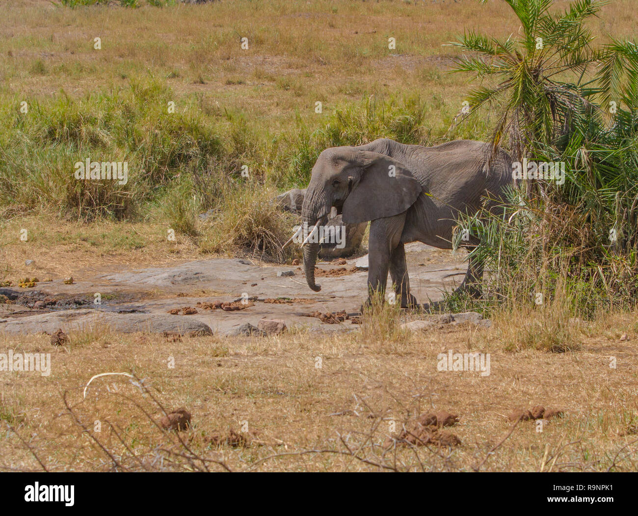 Arid conditions hi-res stock photography and images - Alamy
