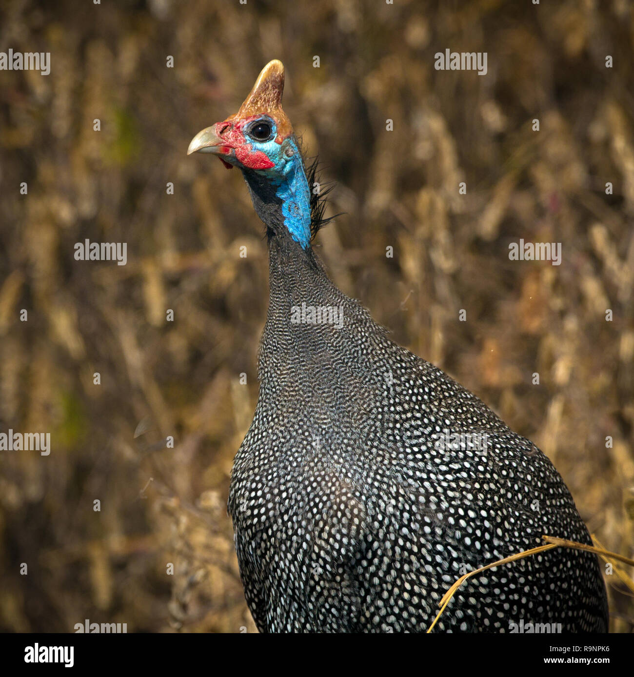 African Guinea Fowl