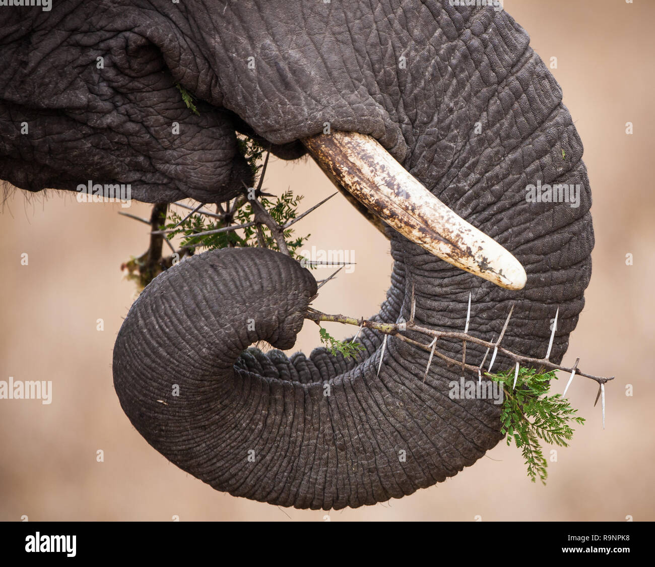 Elephant trunk and ivory tusks Stock Photo - Alamy