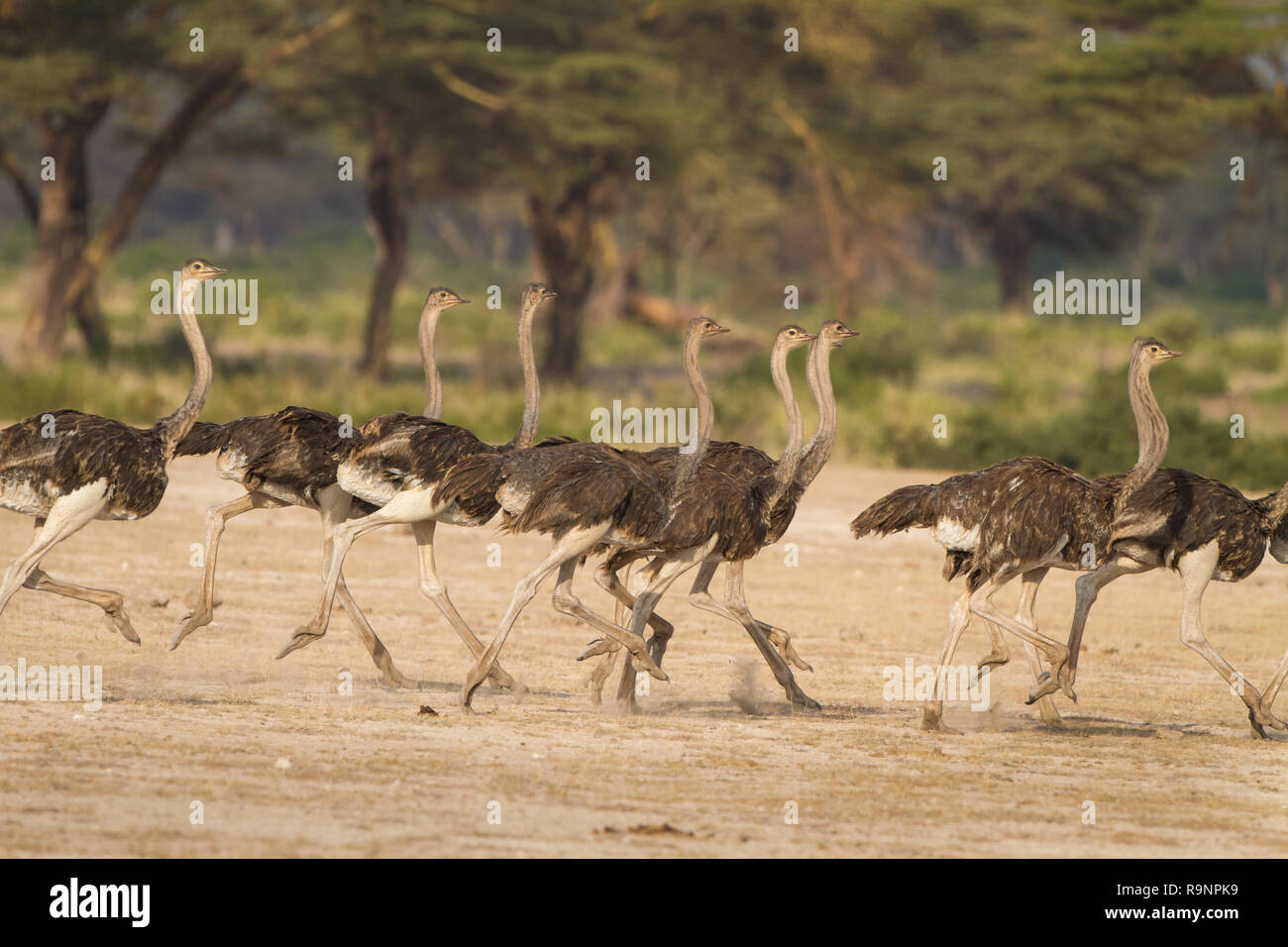 Ostrich predator hi-res stock photography and images - Alamy