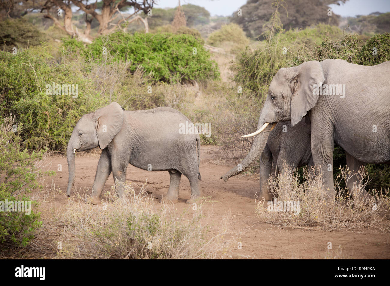 Heard of female elephants guard young while they move to feeding ground ...