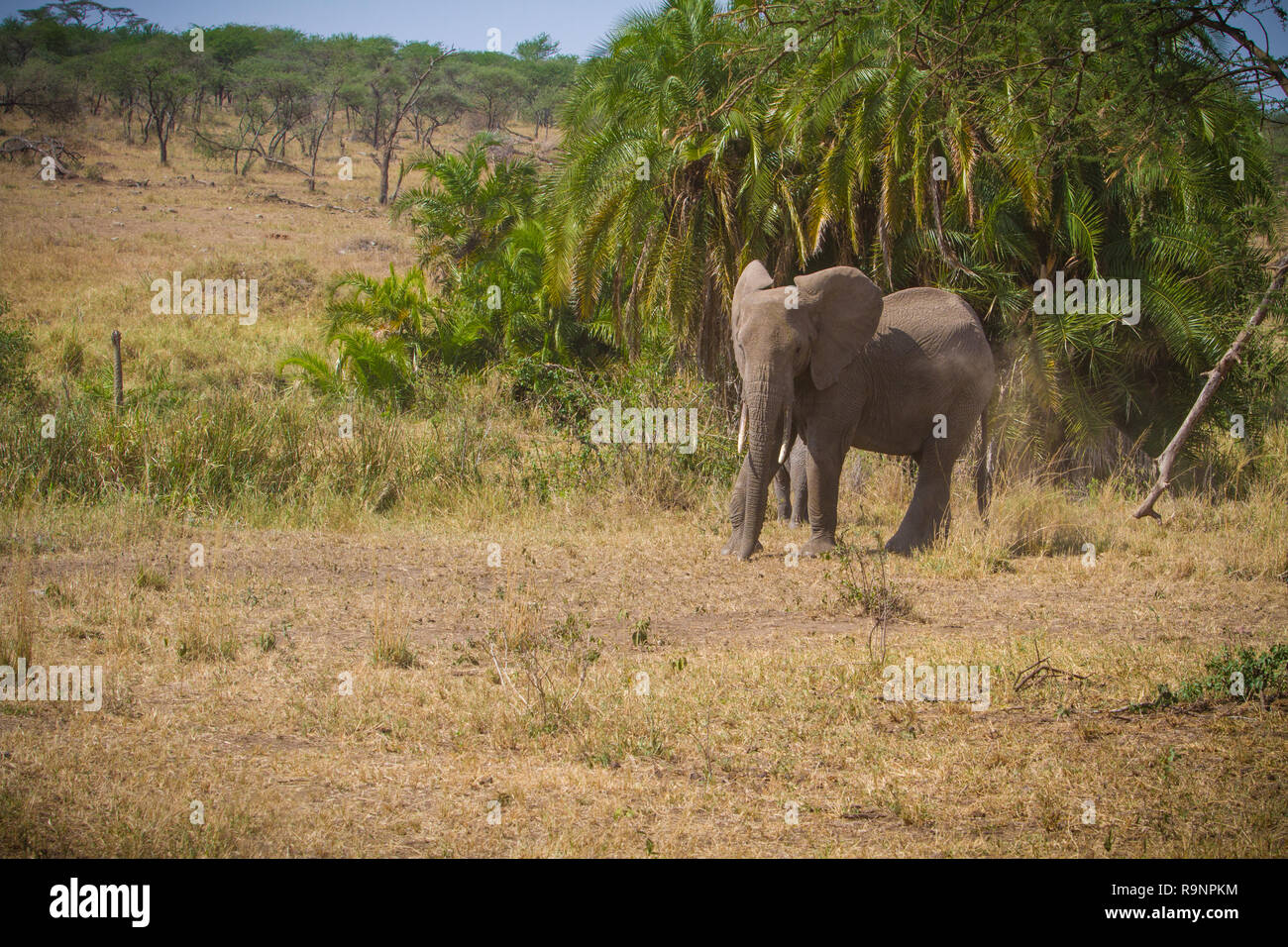 Landscape with African elephant Stock Photo - Alamy