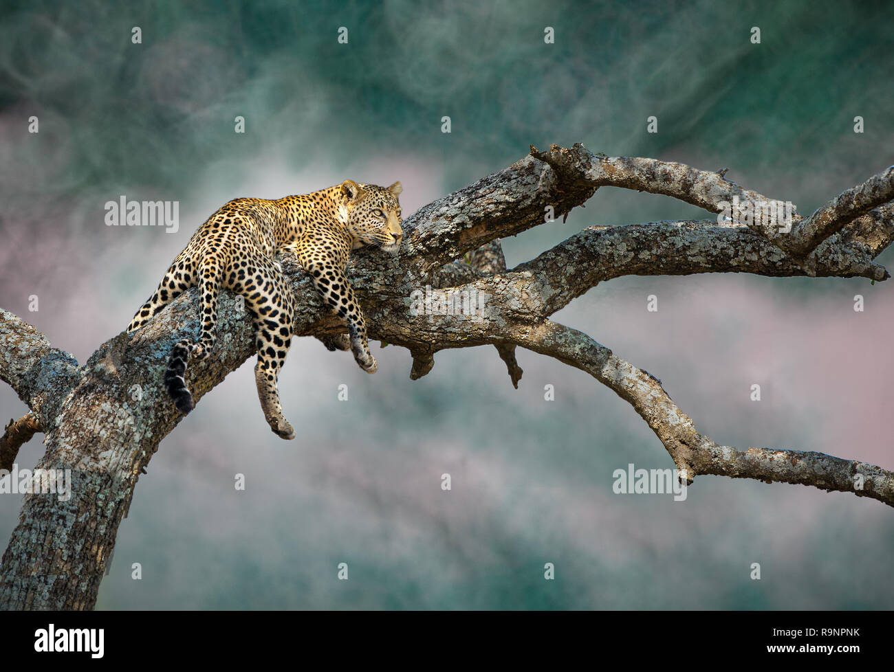 Elusive feline hi-res stock photography and images - Alamy