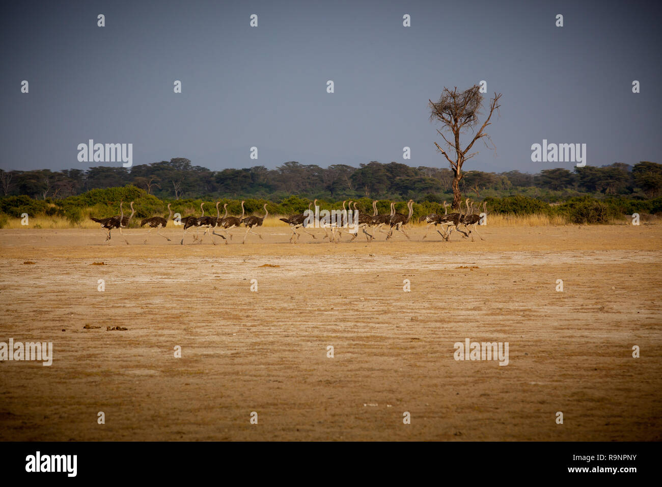 South african ostrich running hi-res stock photography and images - Alamy