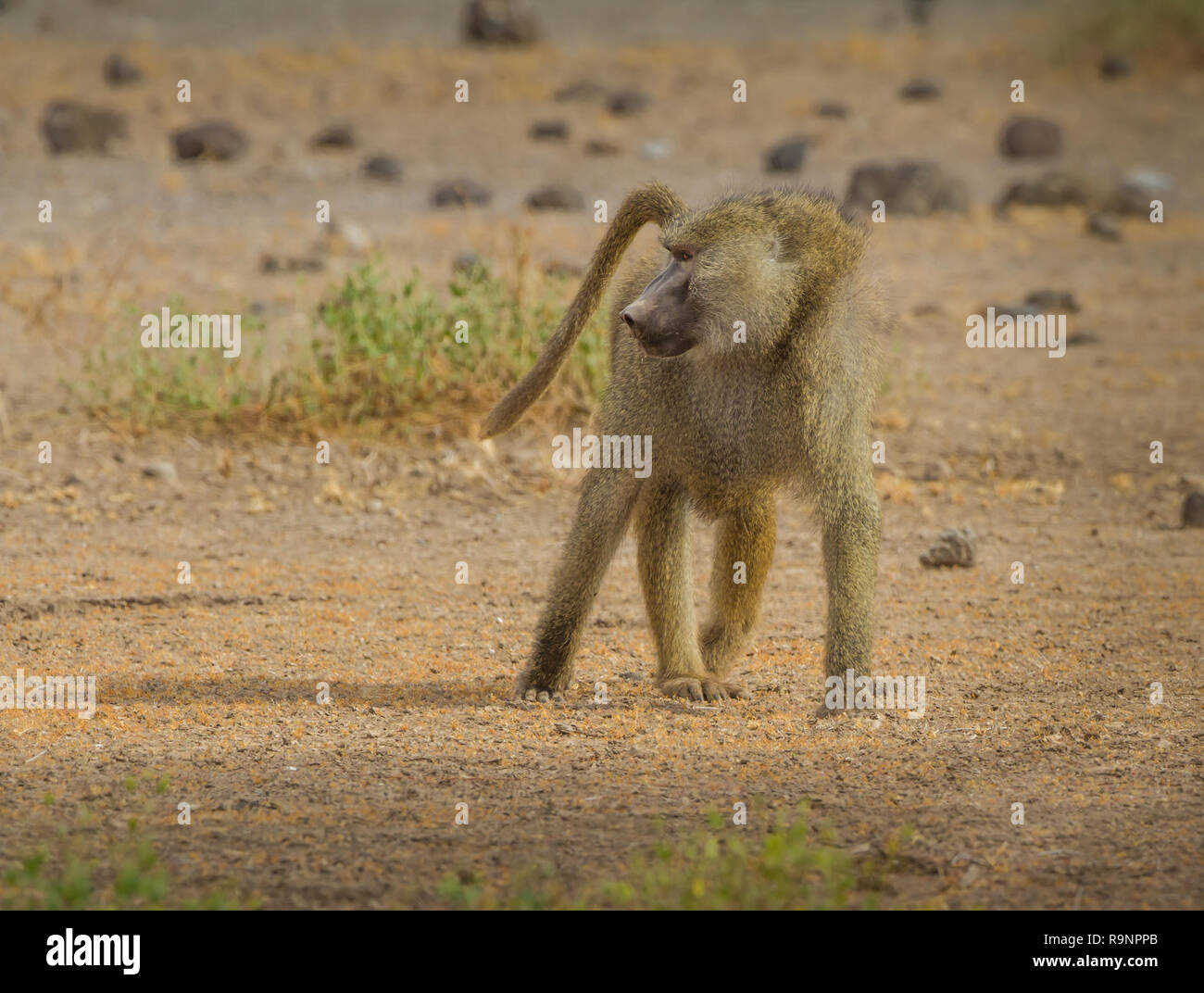 Baboon Eyes High Resolution Stock Photography and Images - Alamy