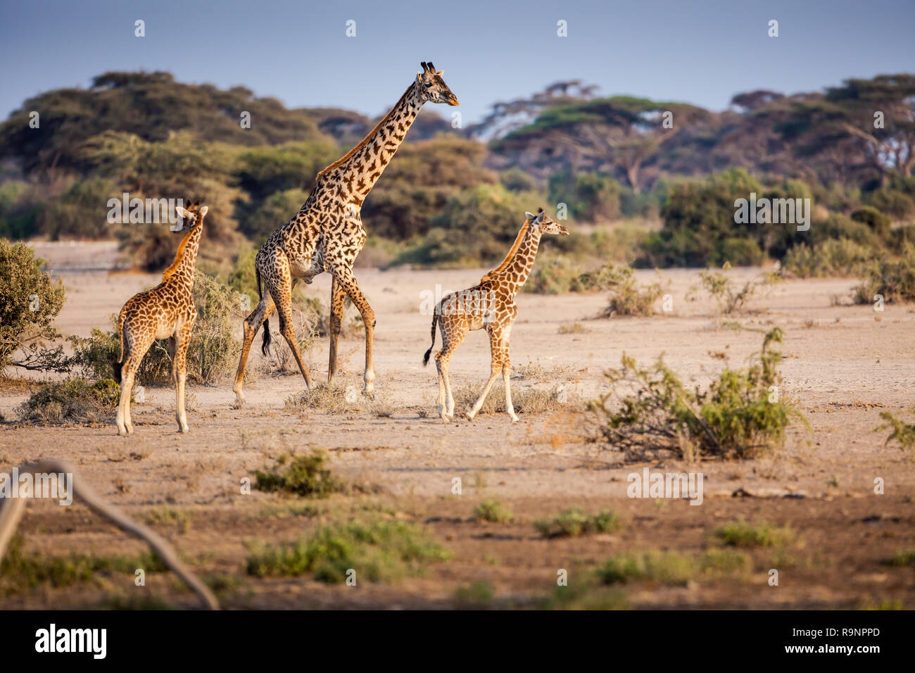 Tableland animals hi-res stock photography and images - Alamy