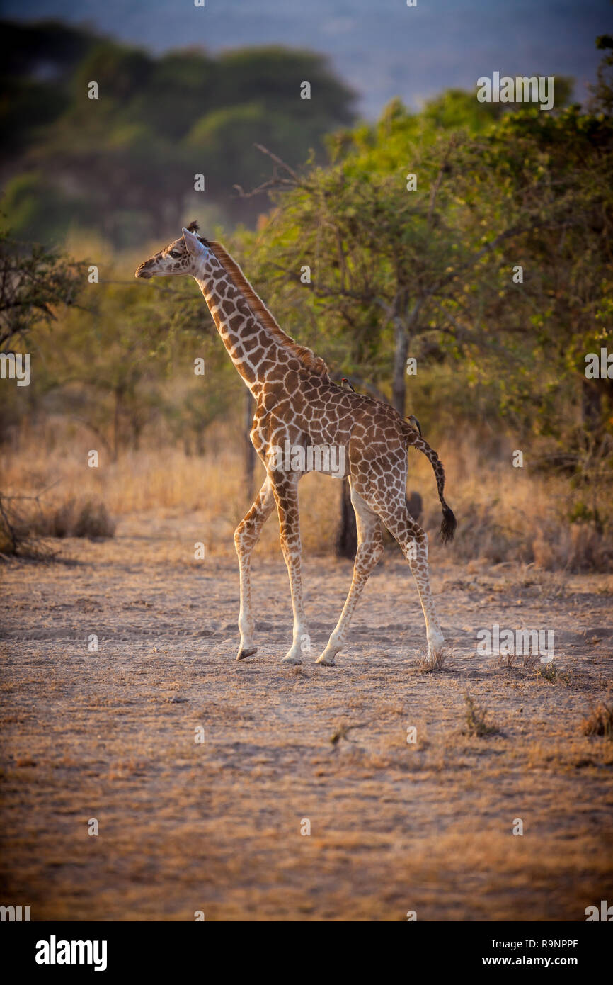 Young calf stands in hi-res stock photography and images - Alamy