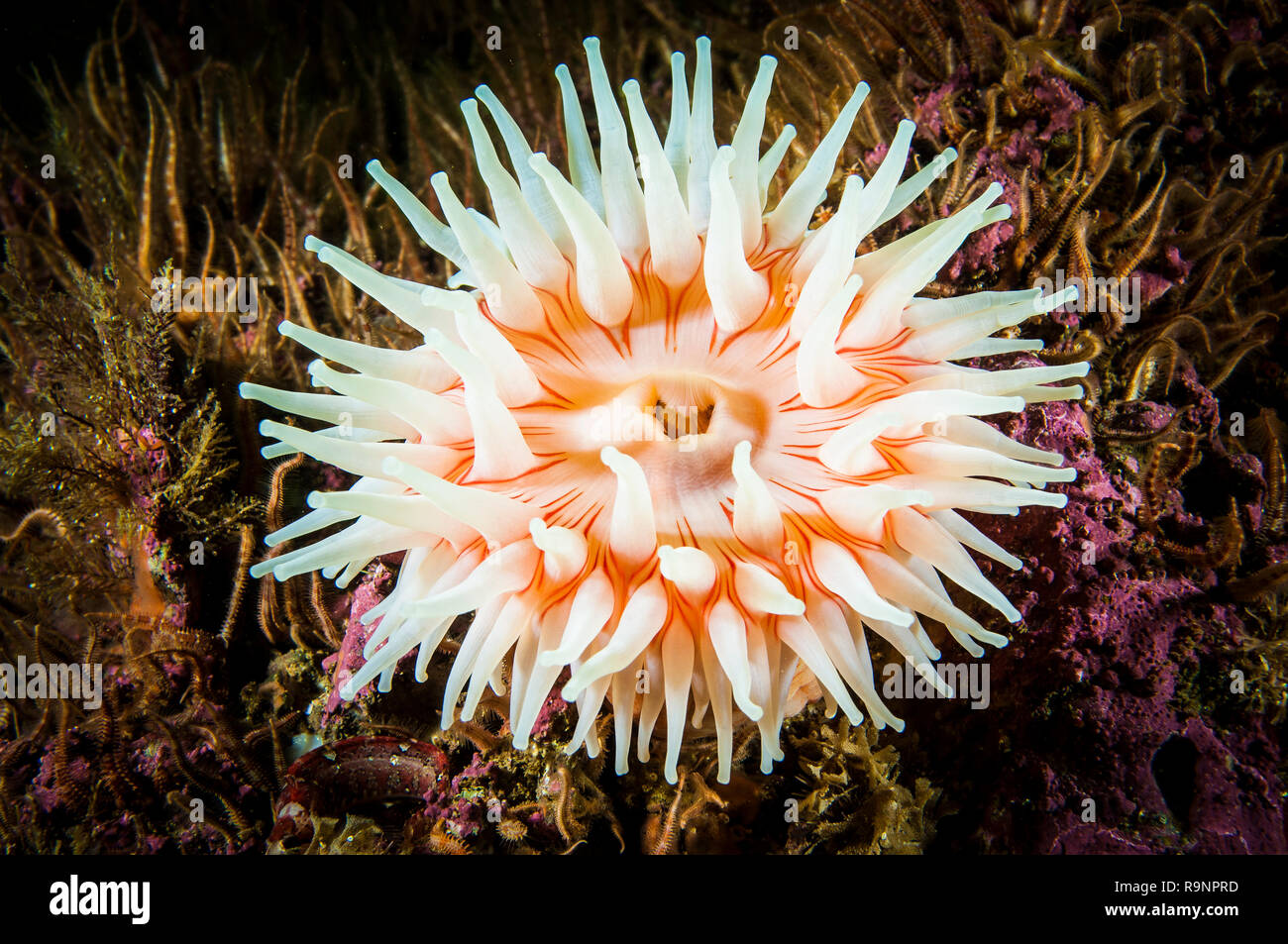 Northern Red Anemone underwater in the gulf of St. Lawrence in Canada ...