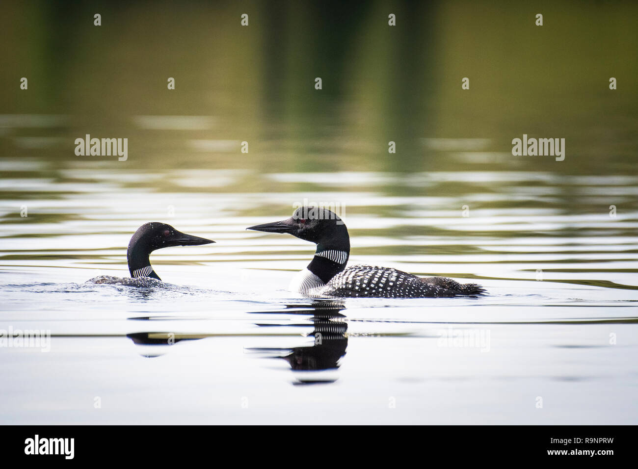 Common Loon couple fishing for food in a lake in Canada Stock Photo - Alamy