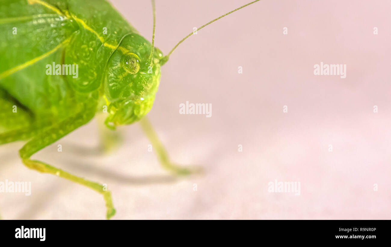 Green bush cricket with a filamentous antennae Stock Photo - Alamy