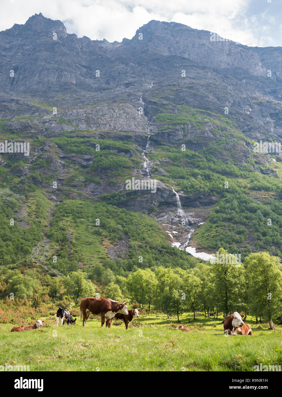 Norway farm cows hi-res stock photography and images - Alamy