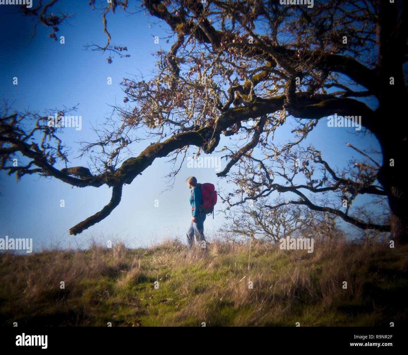 Woman oak tree forest hi-res stock photography and images - Alamy