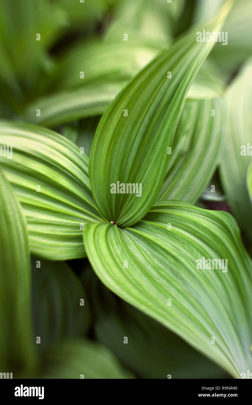 Itch weed hi-res stock photography and images - Alamy