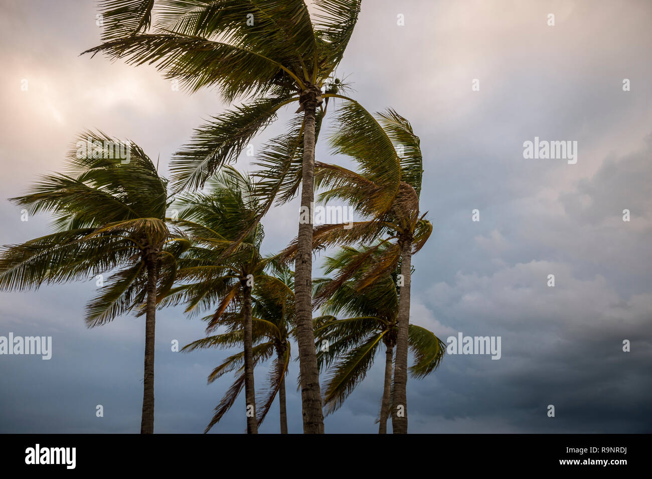 Dark, stormy view of ominous clouds encroaching on palm trees blowing ...