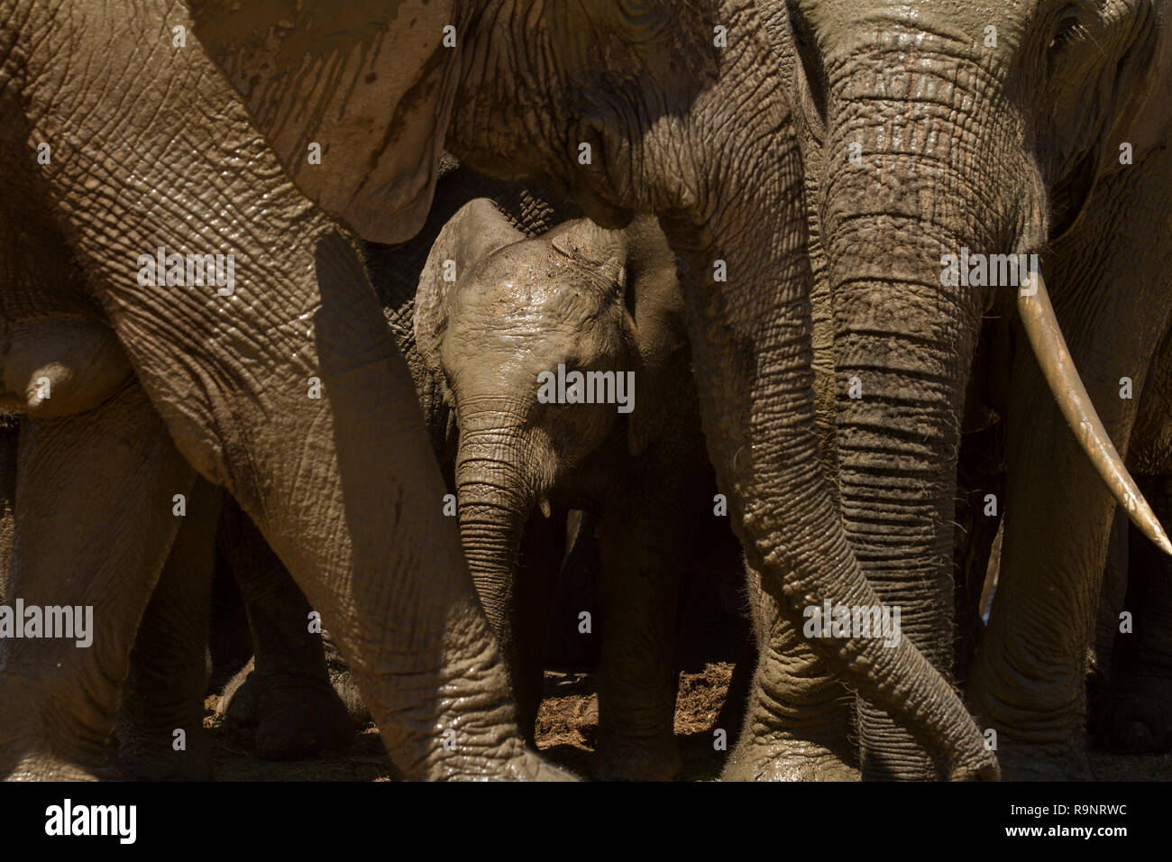 Baby elephant seeking protection from adult elephants, Addo Elephant ...