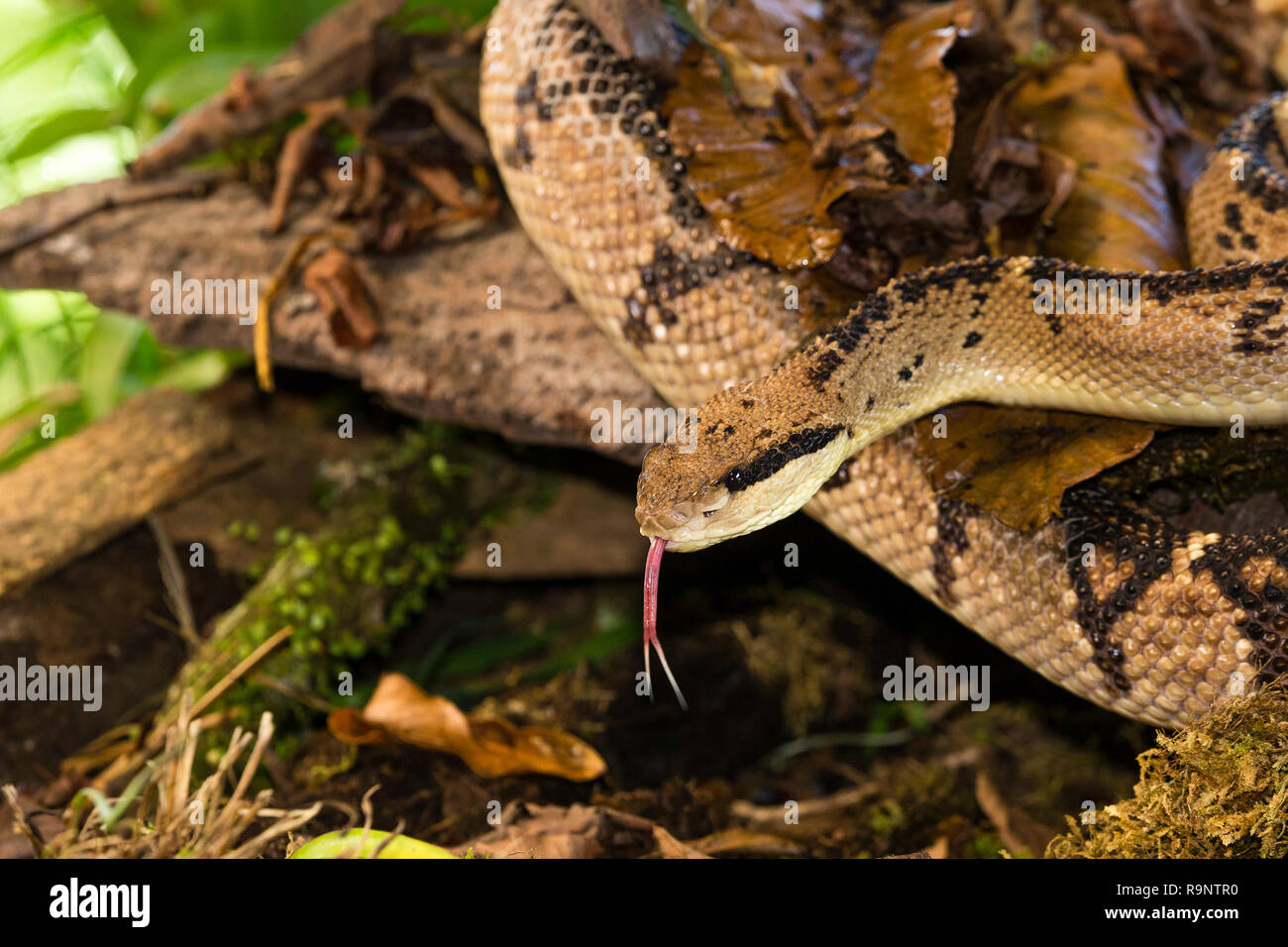 Bushmaster Snake Stock Photos & Bushmaster Snake Stock Images - Alamy