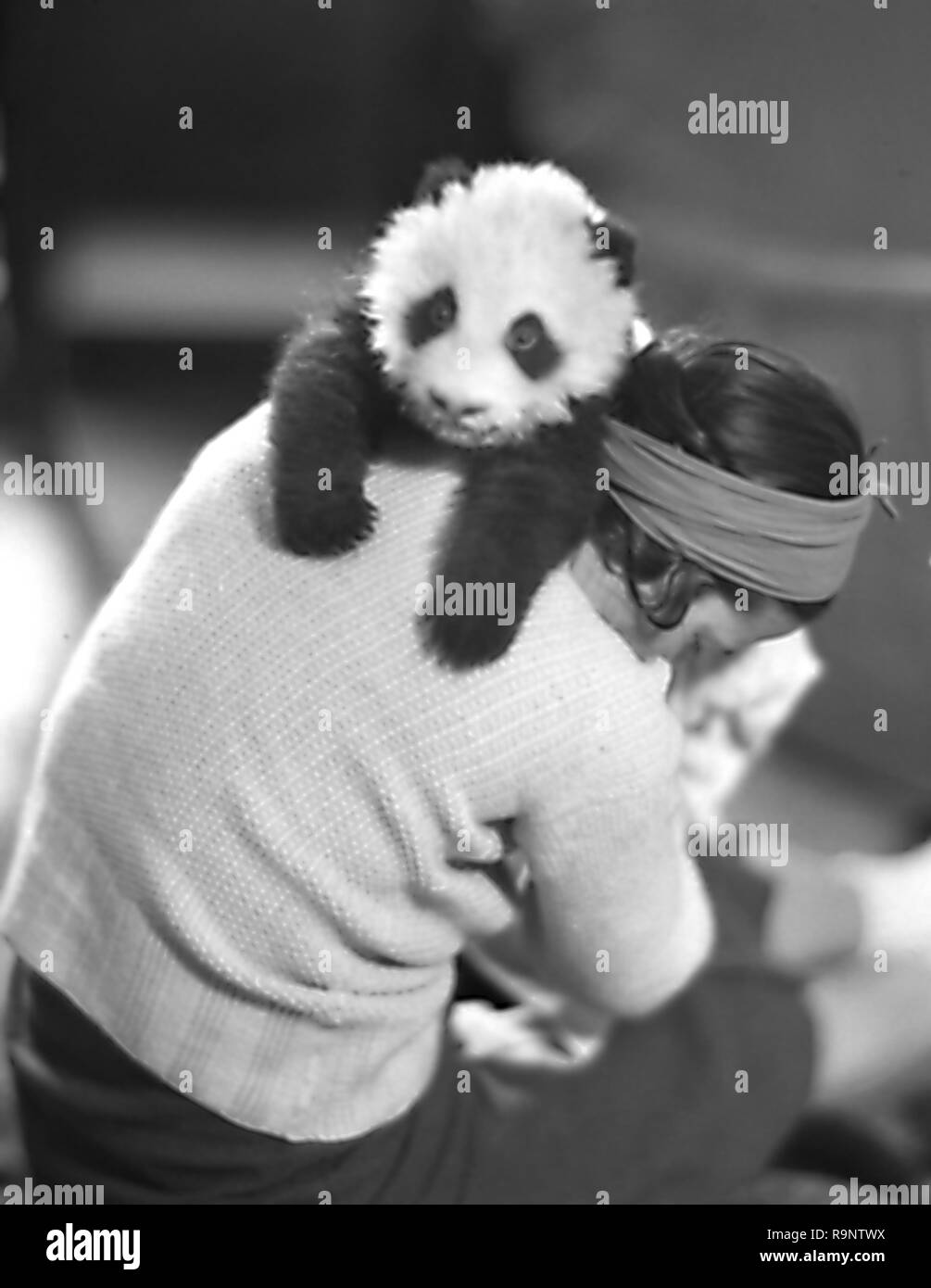 Photograph Scarf High Resolution Stock Photography and Images - Alamy