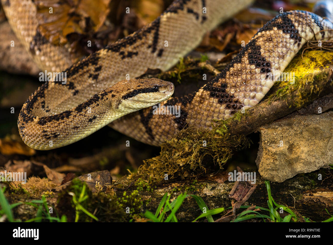 Bushmaster snake in Costa Rica Stock Photo - Alamy