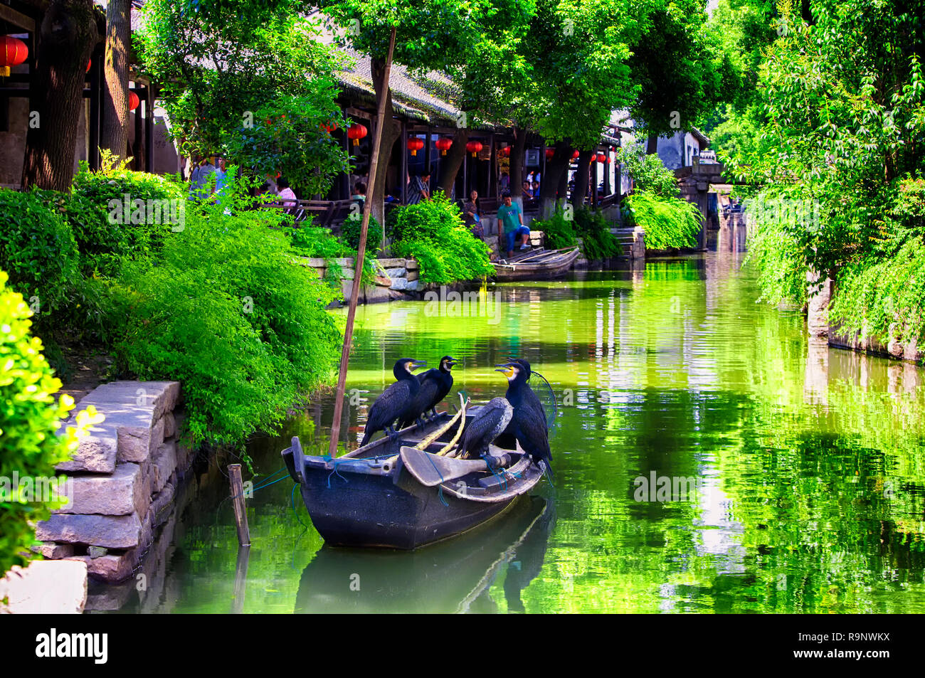Luzhi ancient town, China. August 1, 2015. Cormorants sitting on a boat ...