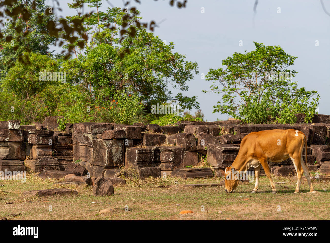 Cow walking near the ruins of the Vat Pou Khmer temple in Champasak ...