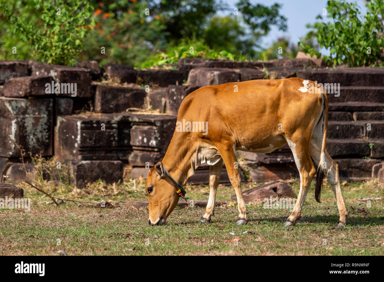 Cow walking near the ruins of the Vat Pou Khmer temple in Champasak ...