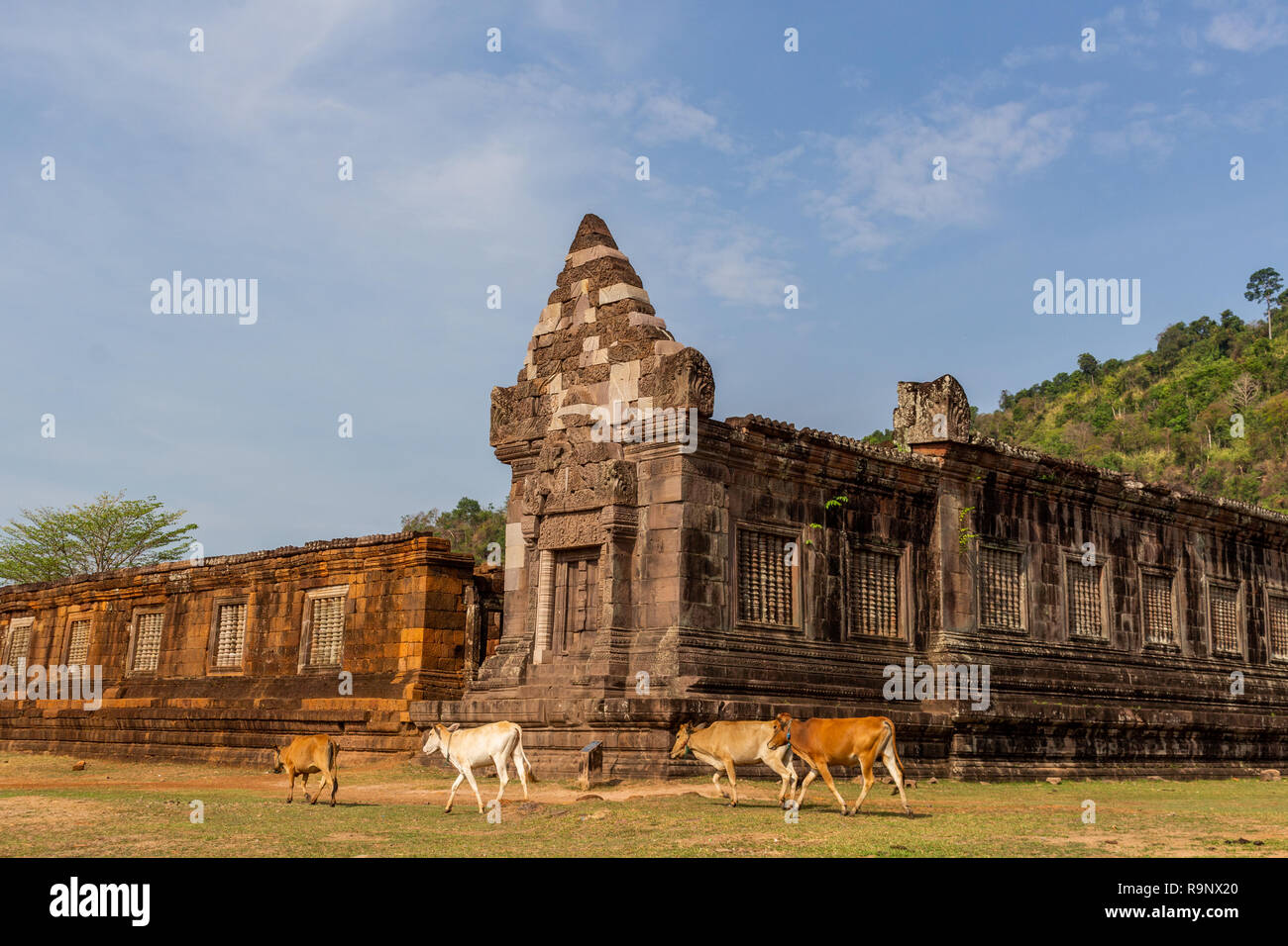 Cows walking in front of the ruins of the Vat Pou Khmer temple in ...