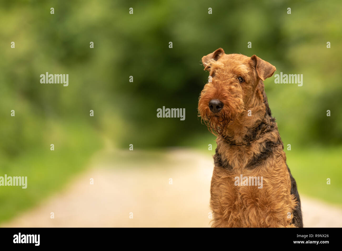 Airedale Terrier. Dogs portrait outdoors from green blurred background ...