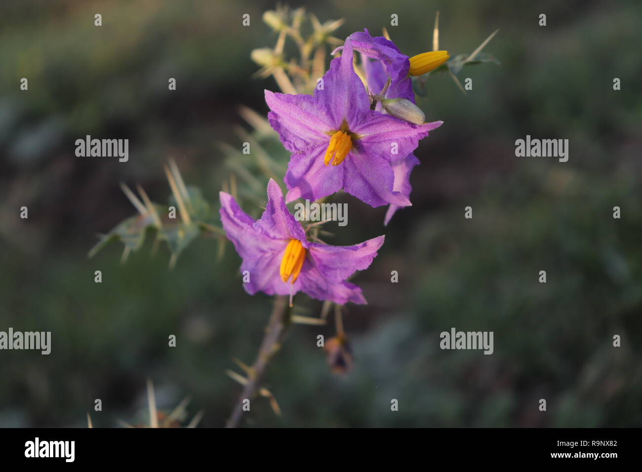Eggplant (solanum melongena) Flower Stock Photo - Alamy