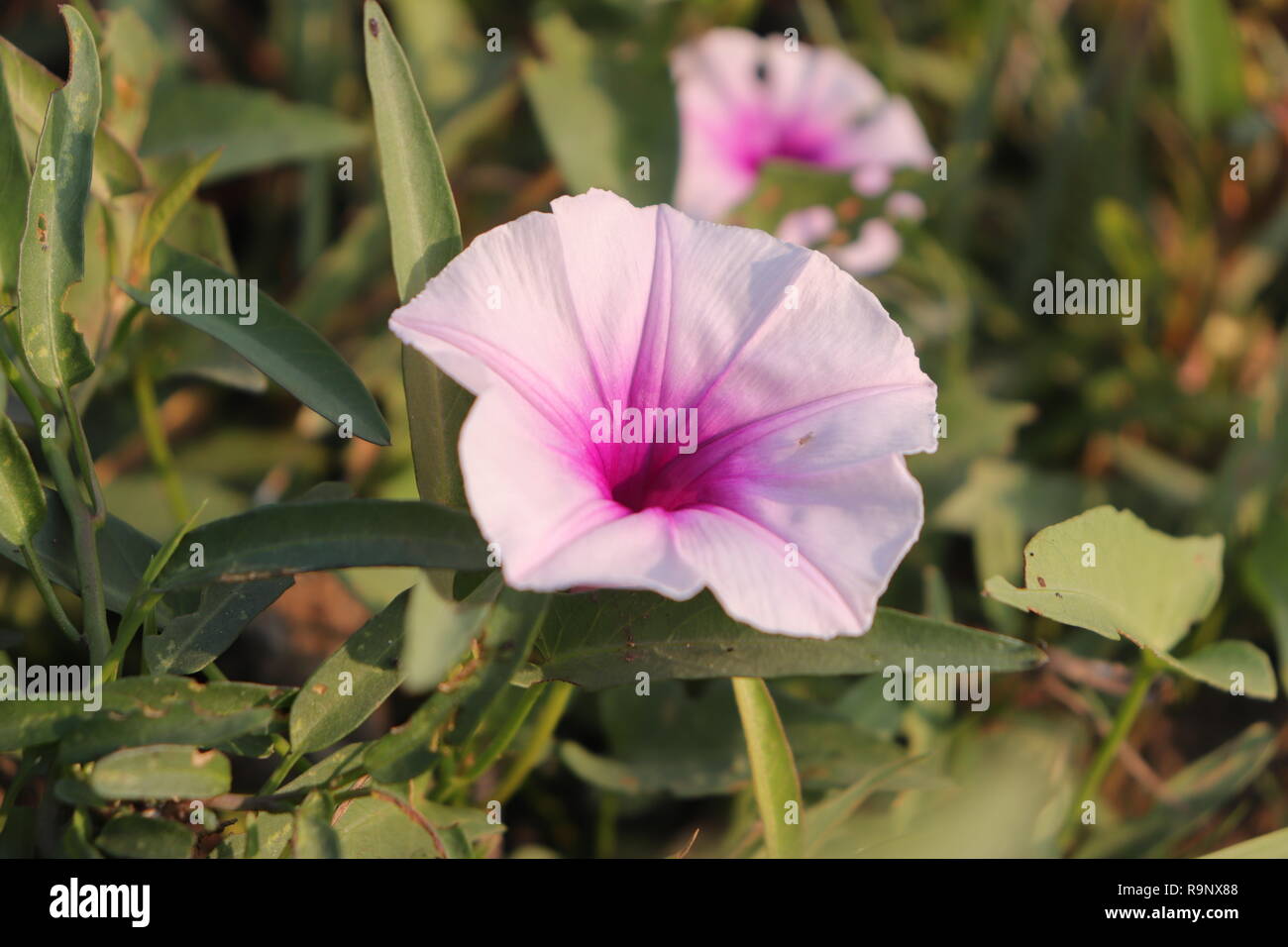 Pink purple wild flower hi-res stock photography and images - Alamy