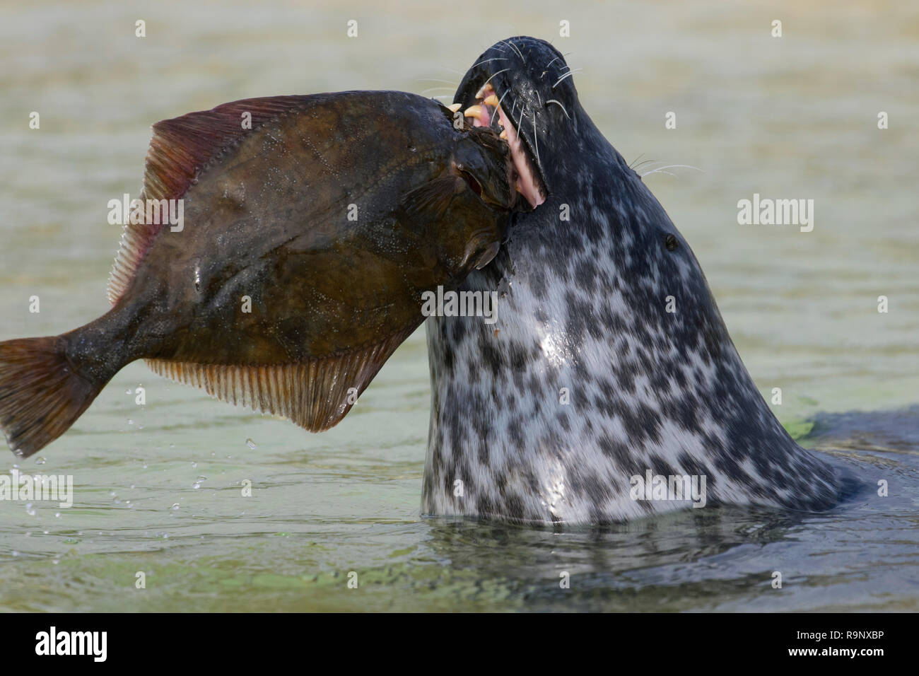 Common seal eating fish in hi-res stock photography and images - Alamy