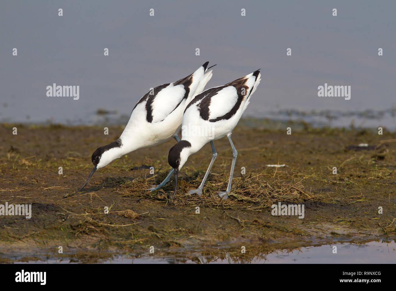 Pied avocet (Recurvirostra avosetta) pair building nest in wetland ...