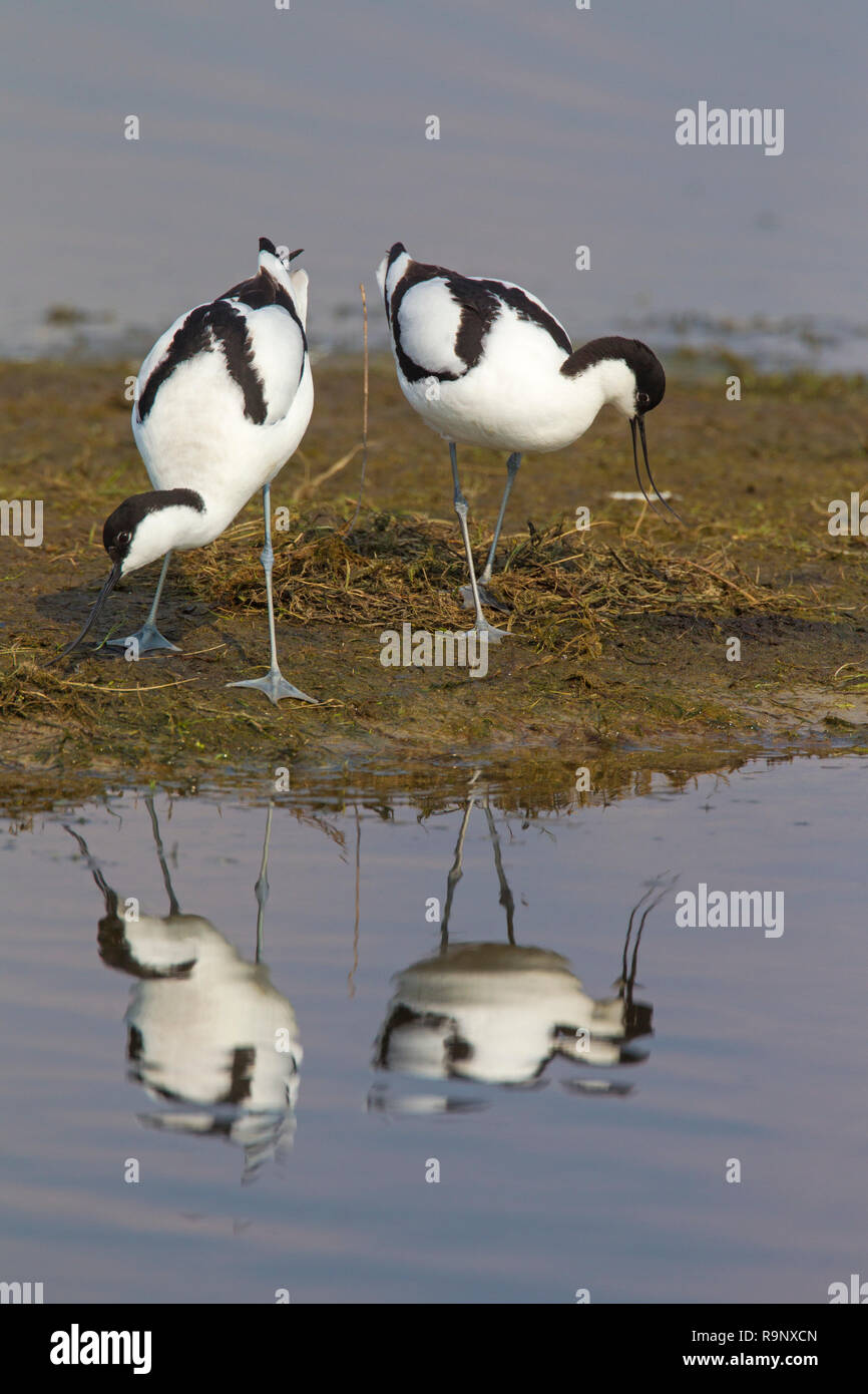 Pied avocet (Recurvirostra avosetta) pair building nest in wetland ...