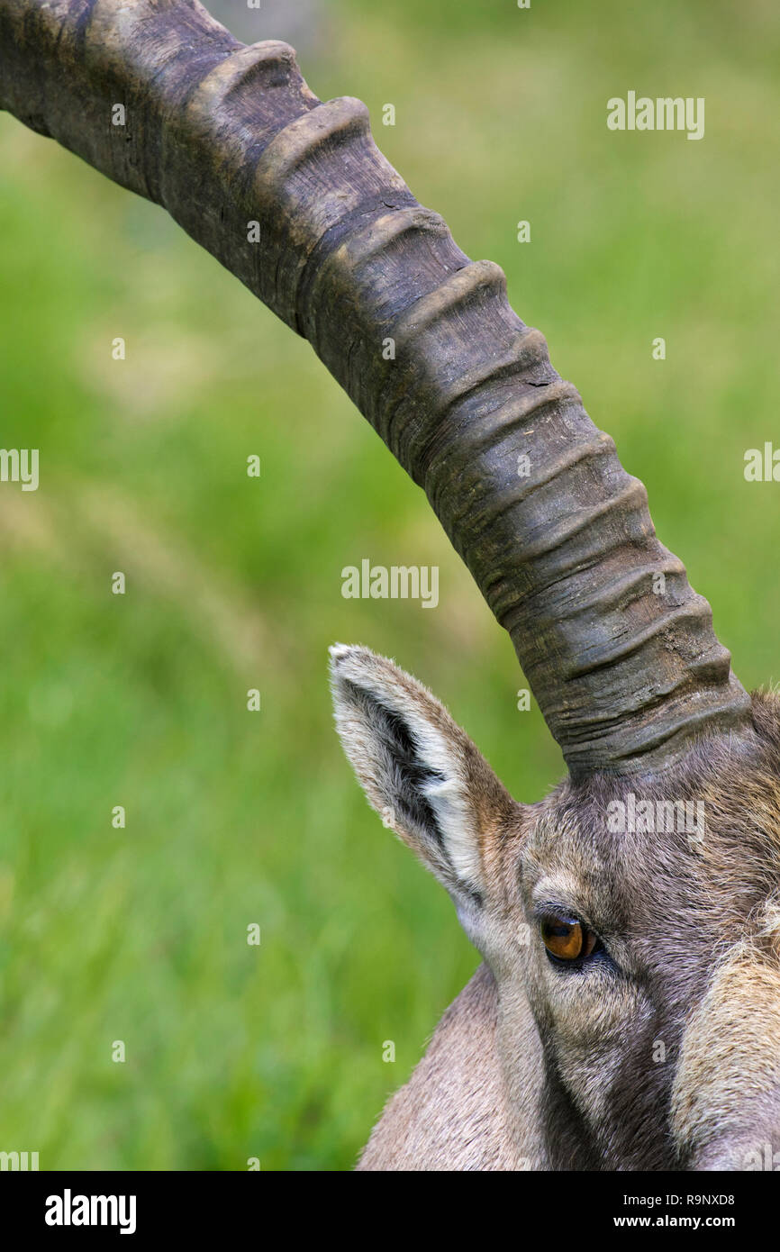 Ibex horn hi-res stock photography and images - Alamy