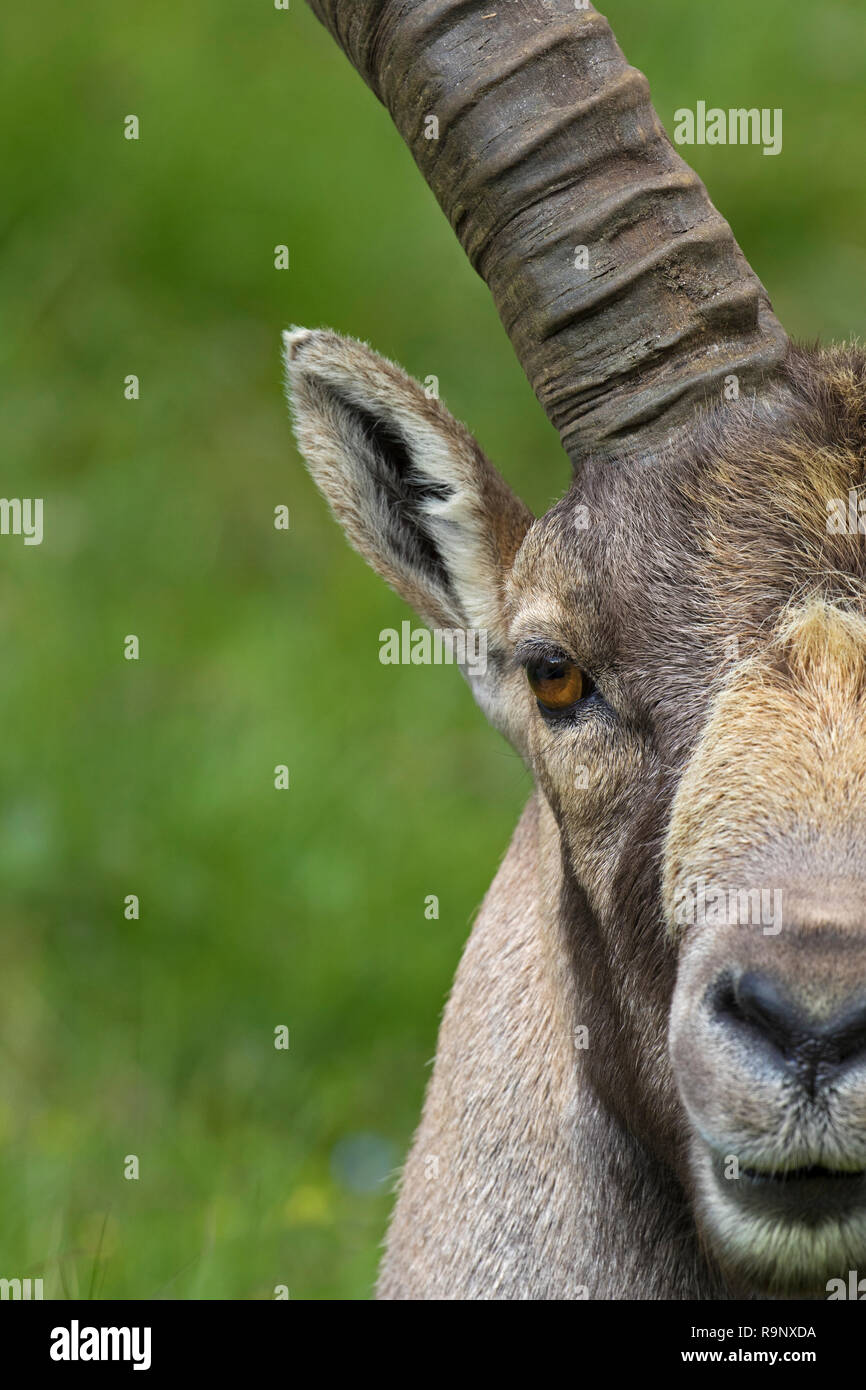 Alpine horn hi-res stock photography and images - Alamy
