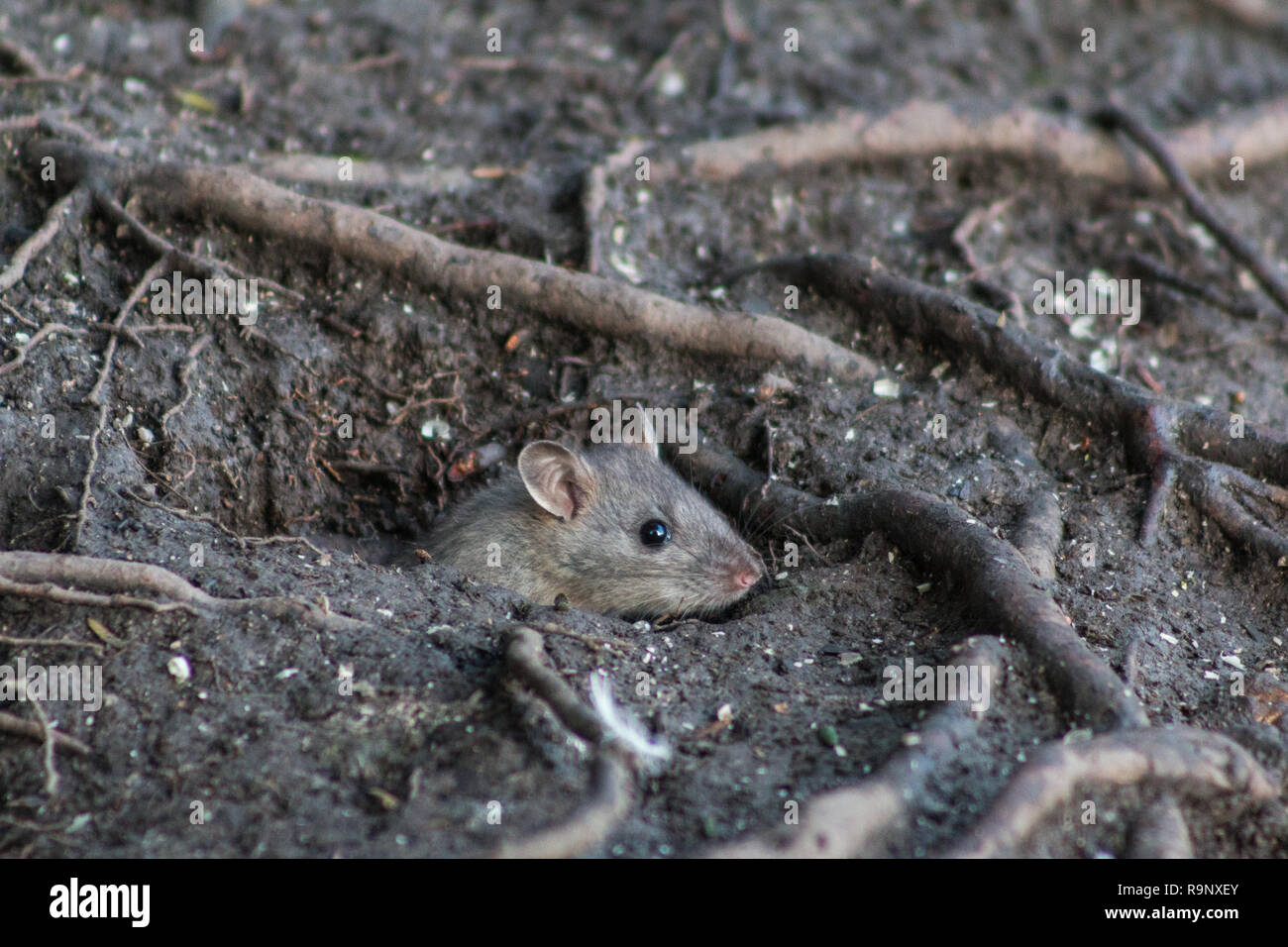 Gray And White Wild Rat