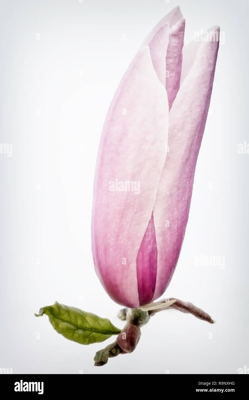 Single magnolia flower set against a white background Stock Photo - Alamy