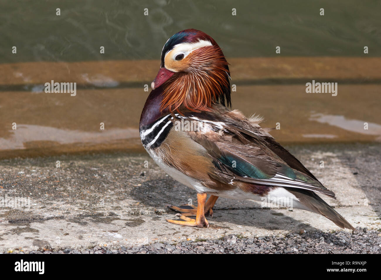 Aggressive duck hi-res stock photography and images - Alamy