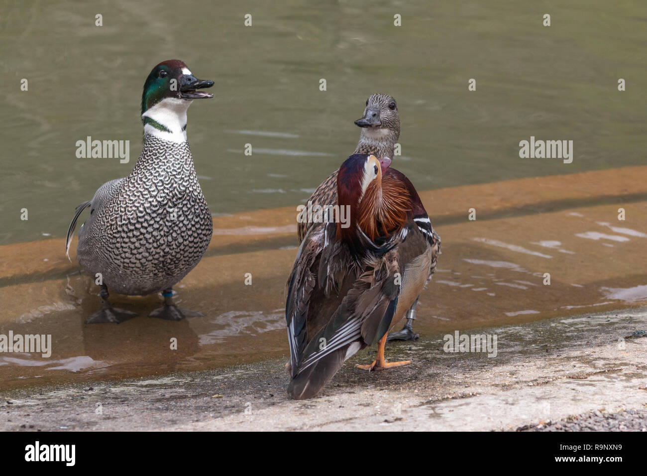 Mandarin Duck getting into a fight with two Falcated Ducks and showing ...
