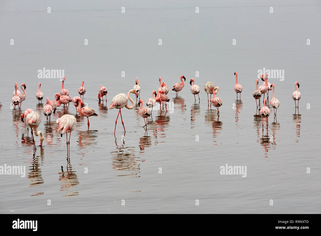 Phoenicopterus Roseus Greater Flamingo Phoeniconaias Minor Lesser ...