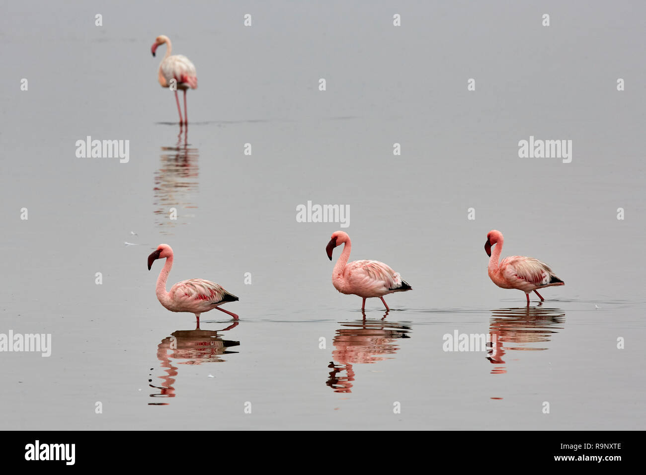 Phoenicopterus Roseus Greater Flamingo Phoeniconaias Minor Lesser ...