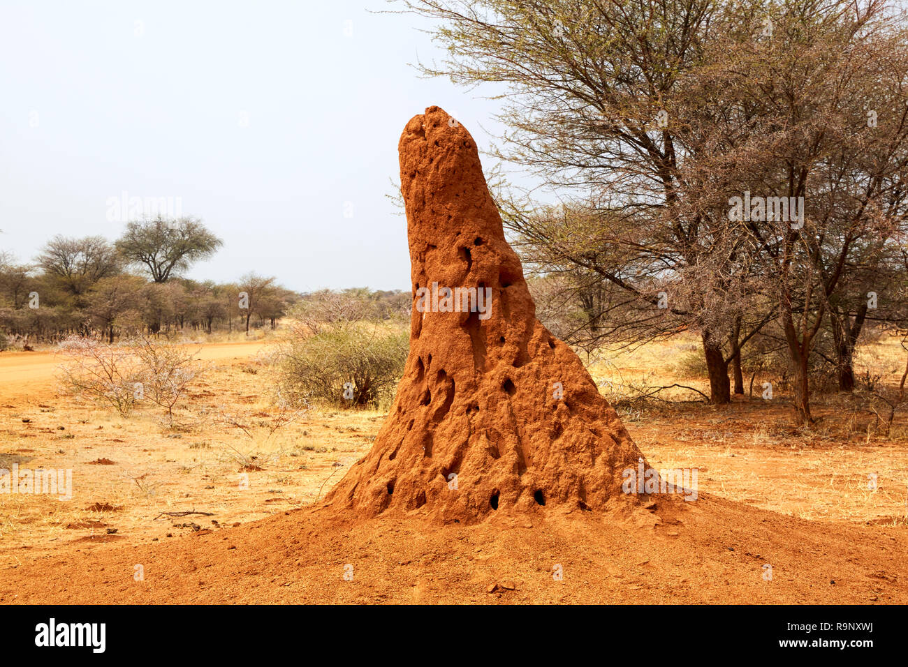 Giant termitaria termite mound Namibia Africa Stock Photo - Alamy