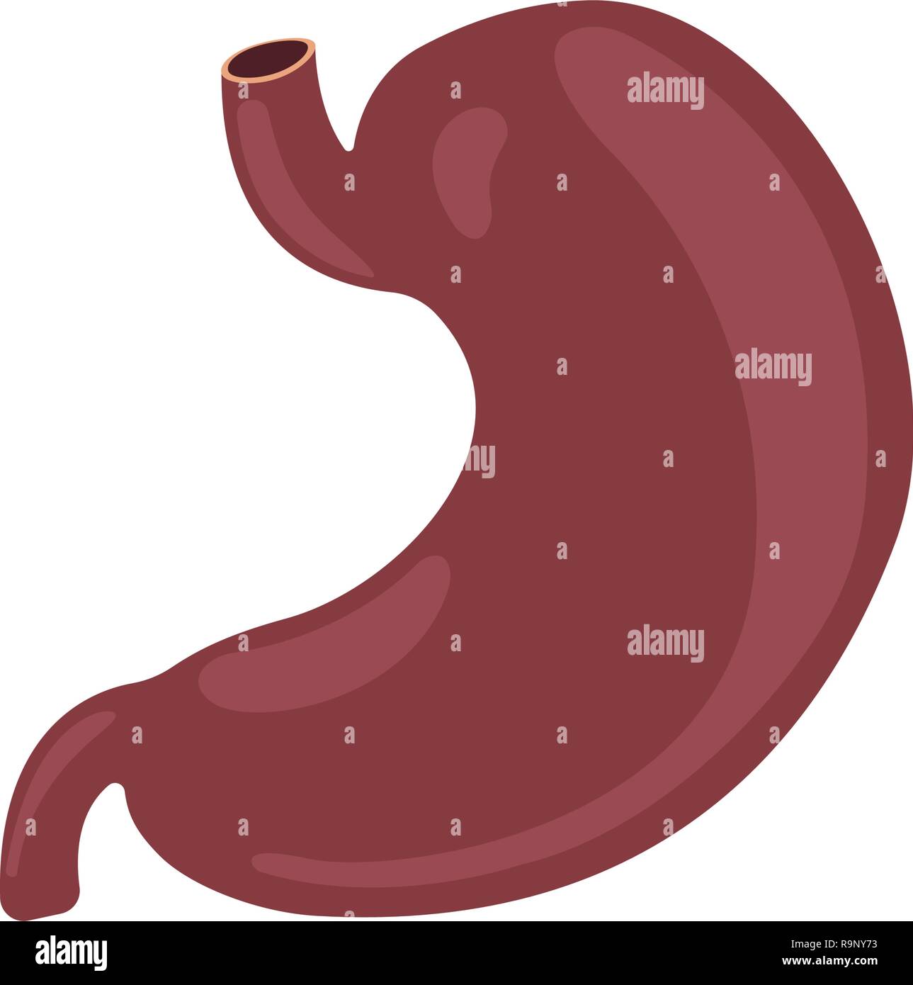 Stomach icon. Human internal organs symbol. Digestive system anatomy ...
