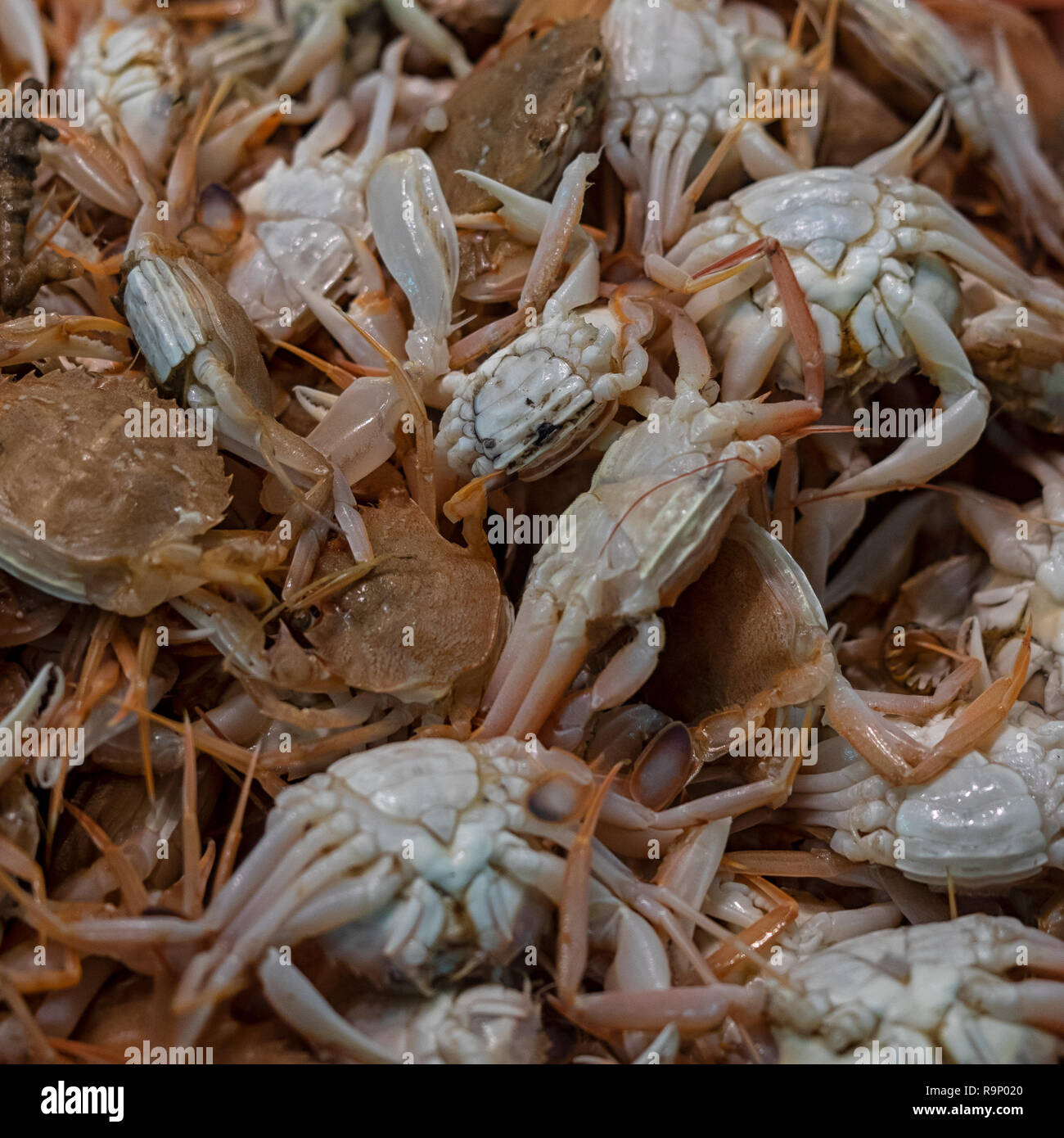 Small edible Crabs for sale at market in Spain Stock Photo - Alamy