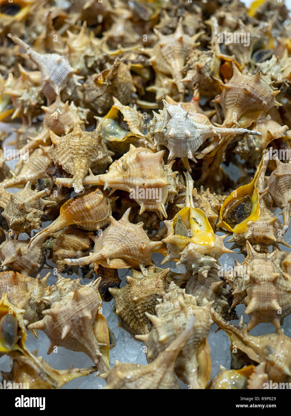Spiny Murex High Resolution Stock Photography and Images - Alamy